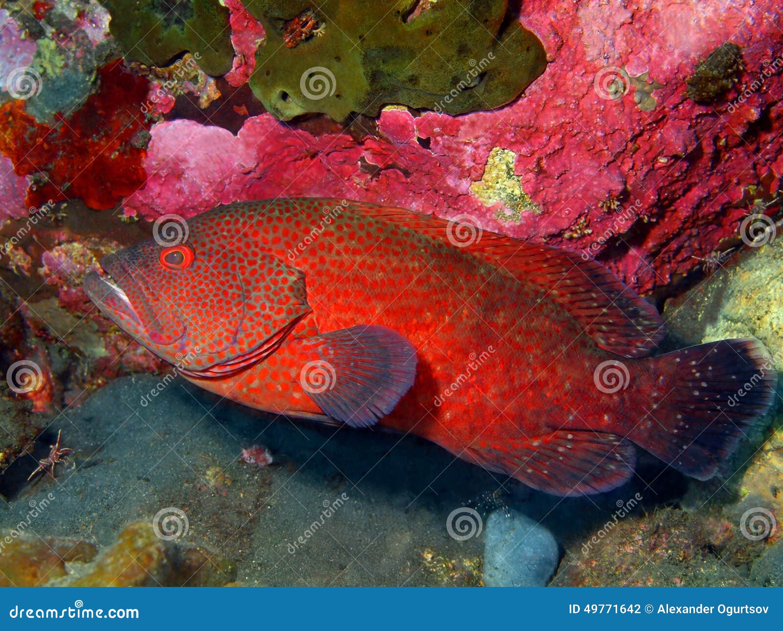 Grouper stock photo. Image of water, fish, ocean, dive - 49771642