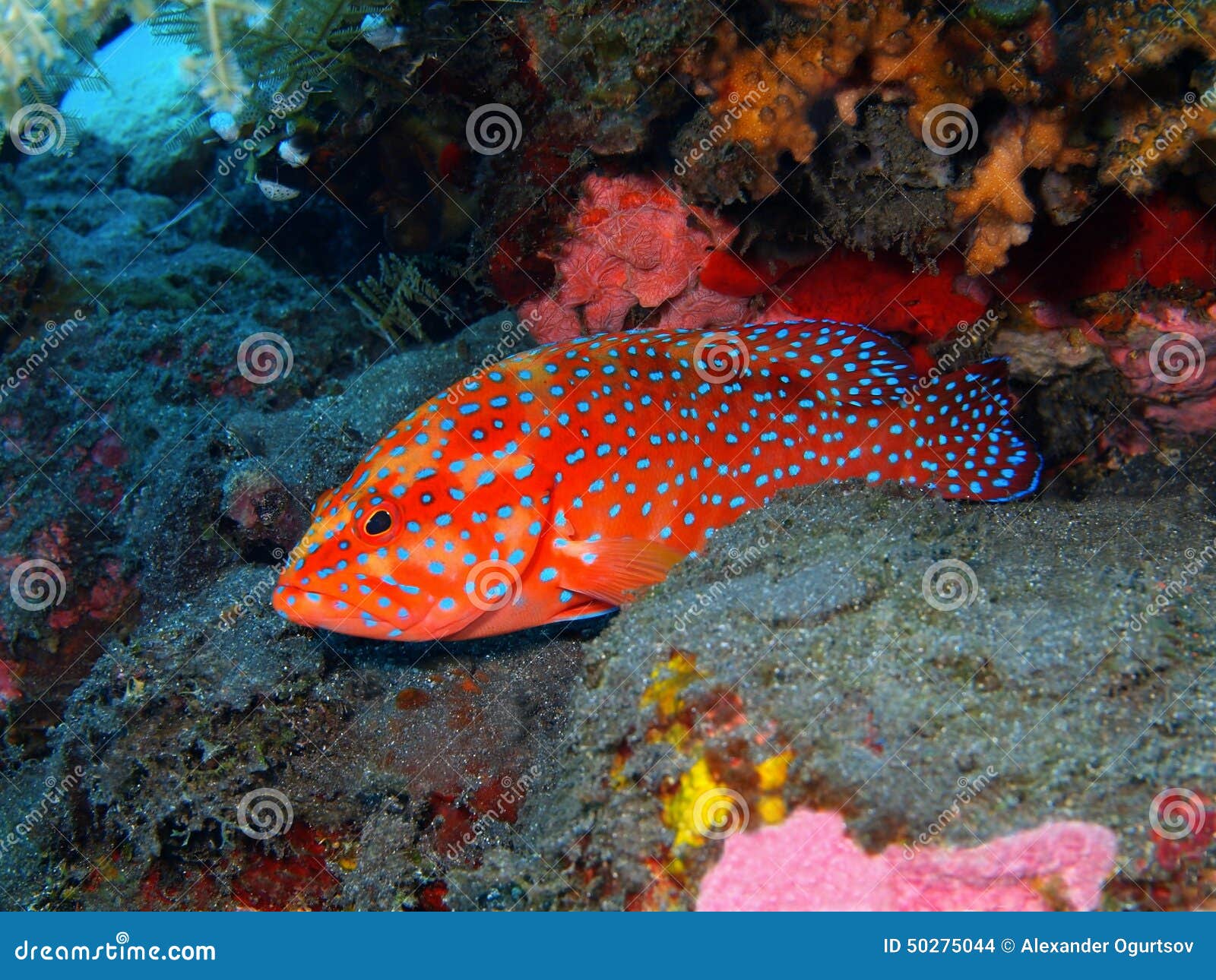 Grouper stock photo. Image of coral, grouper, fish, ocean - 50275044