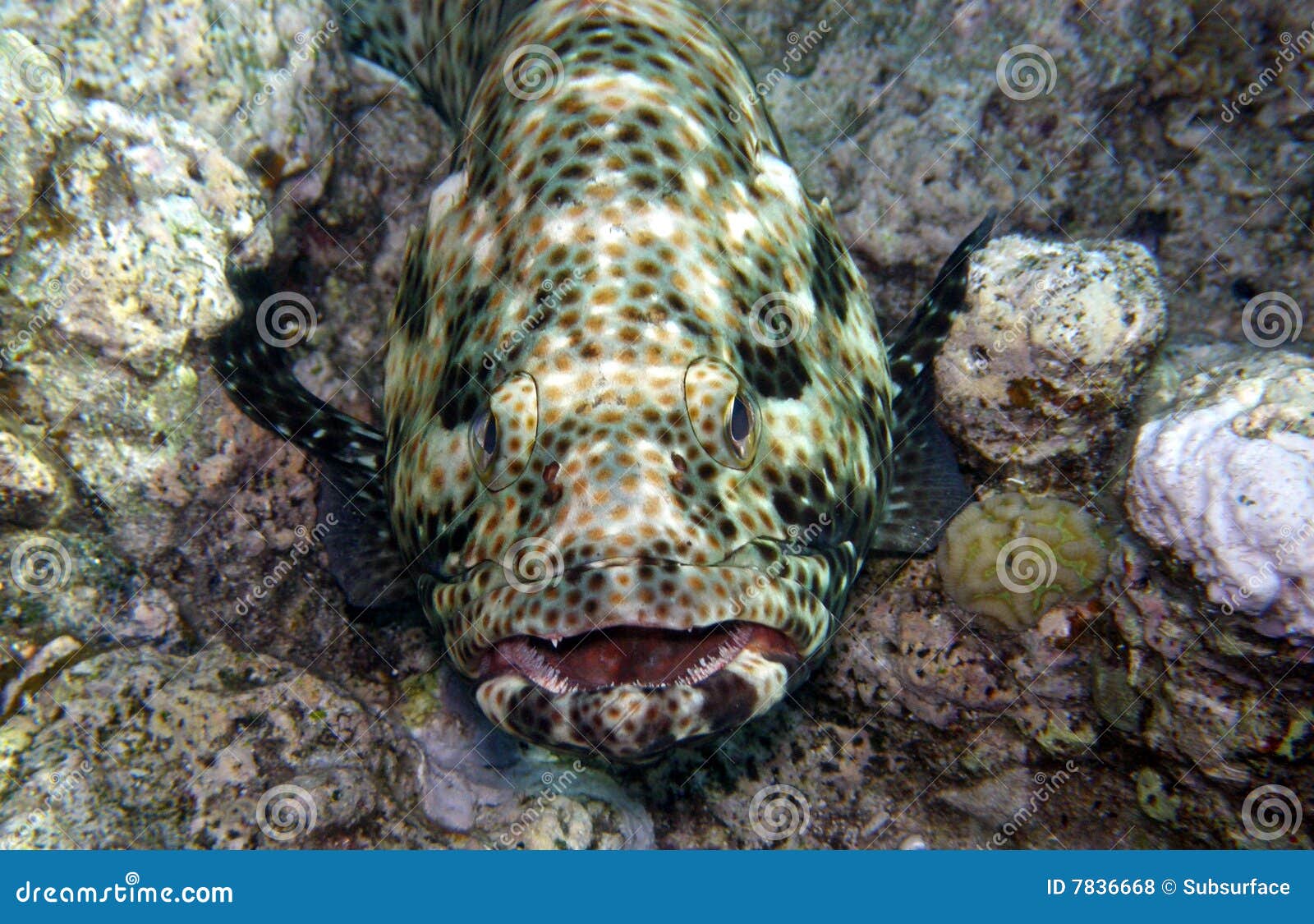Grouper What Nice Teeth You Have Stock Photo - Image of fish, malabar ...