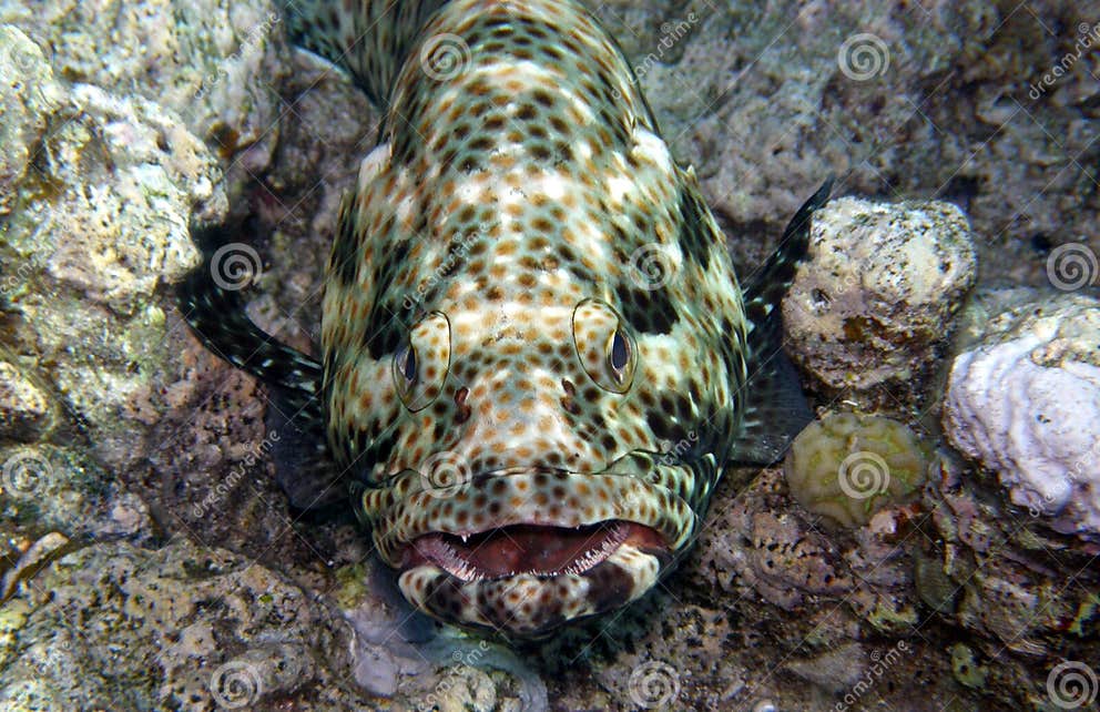 Grouper What Nice Teeth You Have Stock Photo - Image of fish, malabar ...