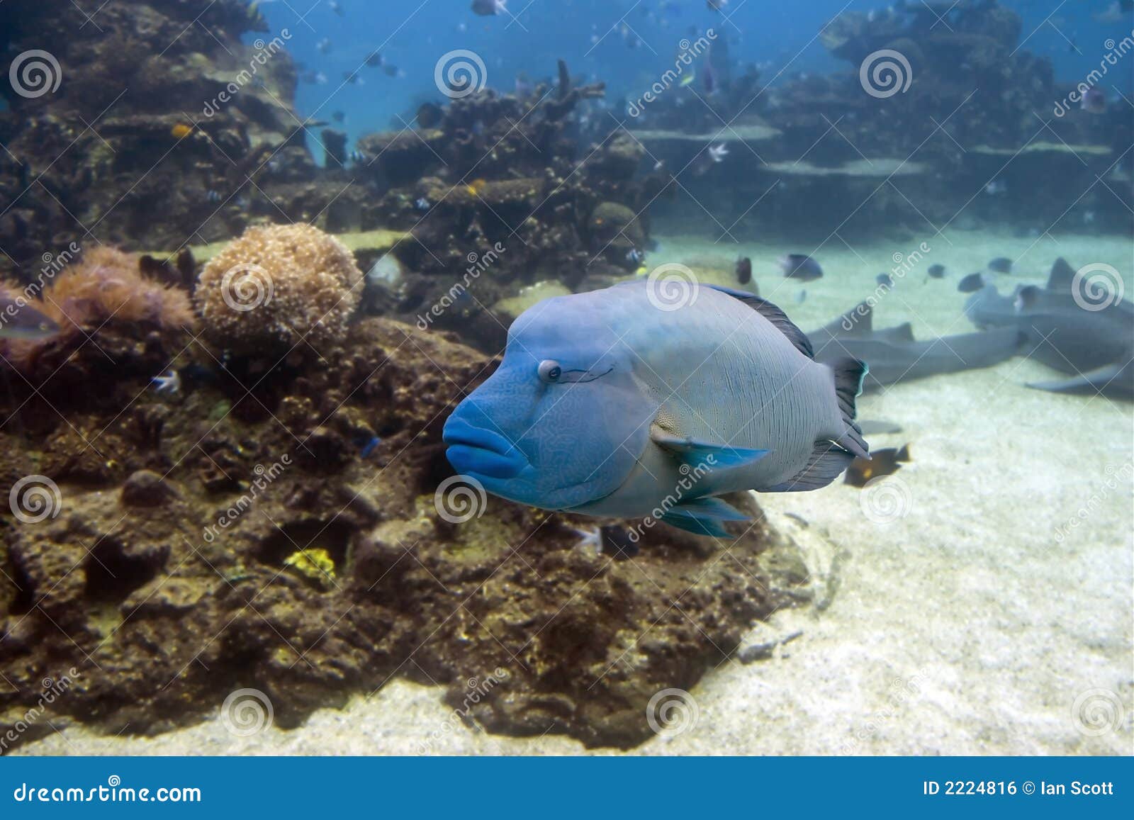 Grouper1 stock photo. Image of lanceolatus, queensland - 2224816