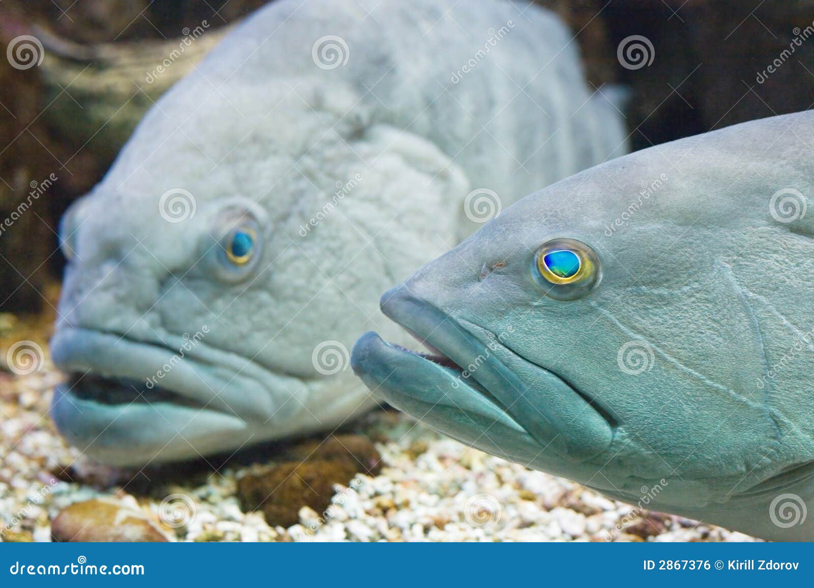 Groupers stock photo. Image of grouper, animal, white - 2867376