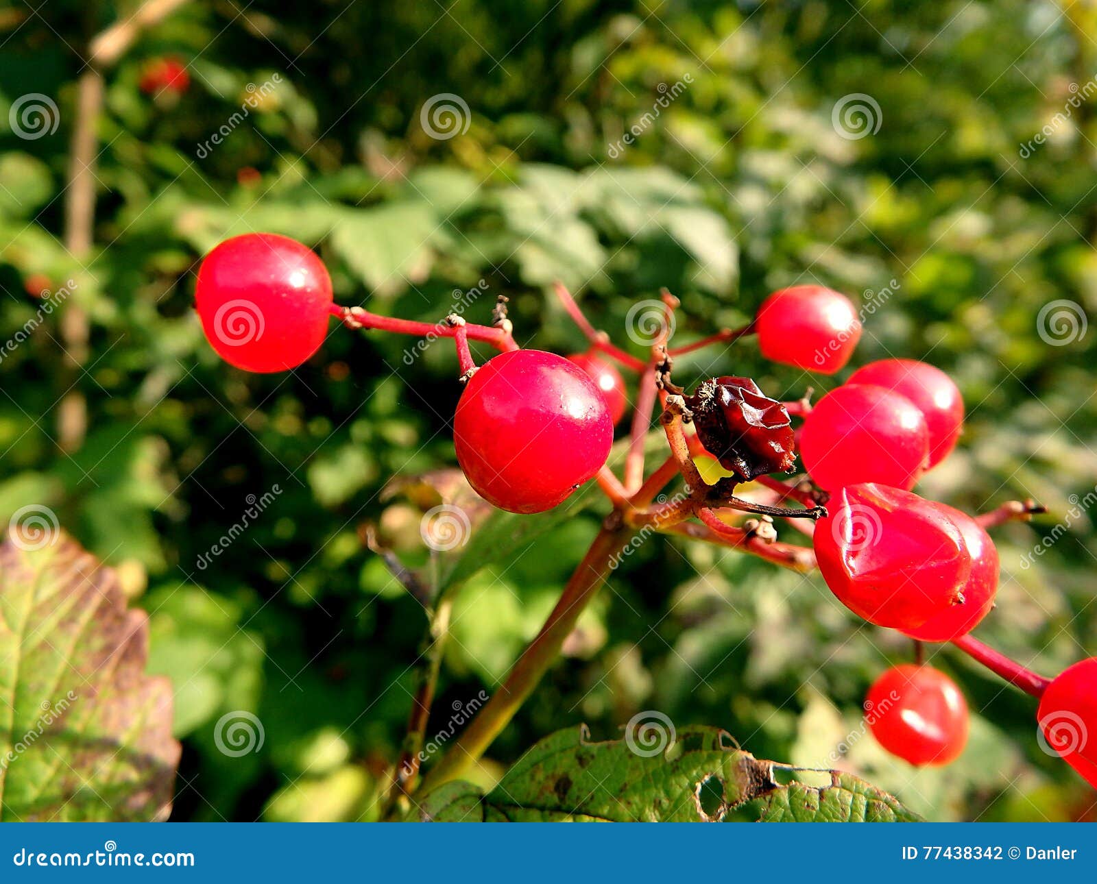 Groupes De Baies Rouges De Viburnum Sur Une Branche, Photo stock ...