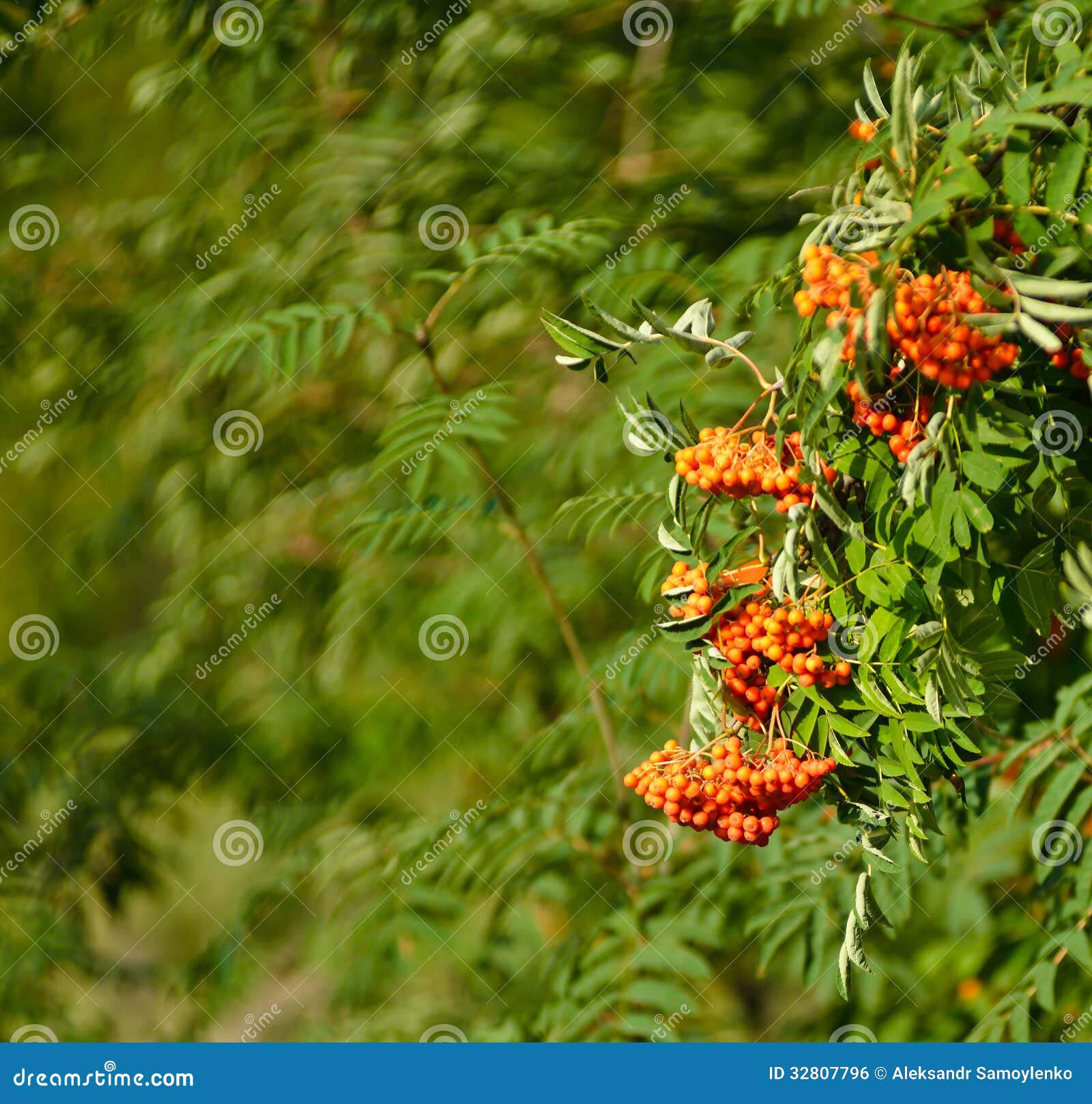 Groupes De Cendre De Montagne Photo stock - Image du lame, arbres: 32807796