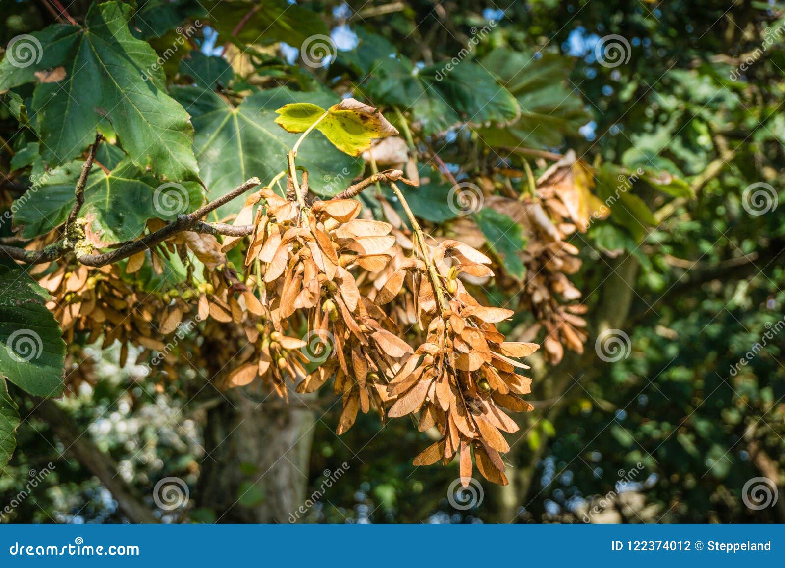 Groupes De Graines à Ailes De L'érable De Sycomore Photo stock - Image du graines, acer: 122374012