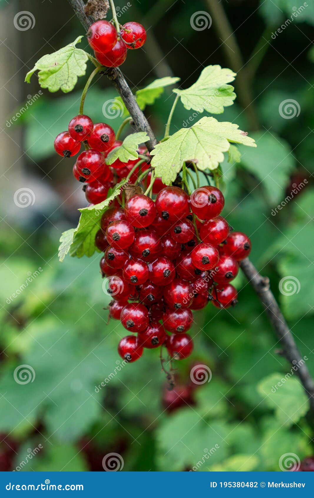 Groupes De Groseilles Rouge Sur La Branche Photo stock - Image du ...