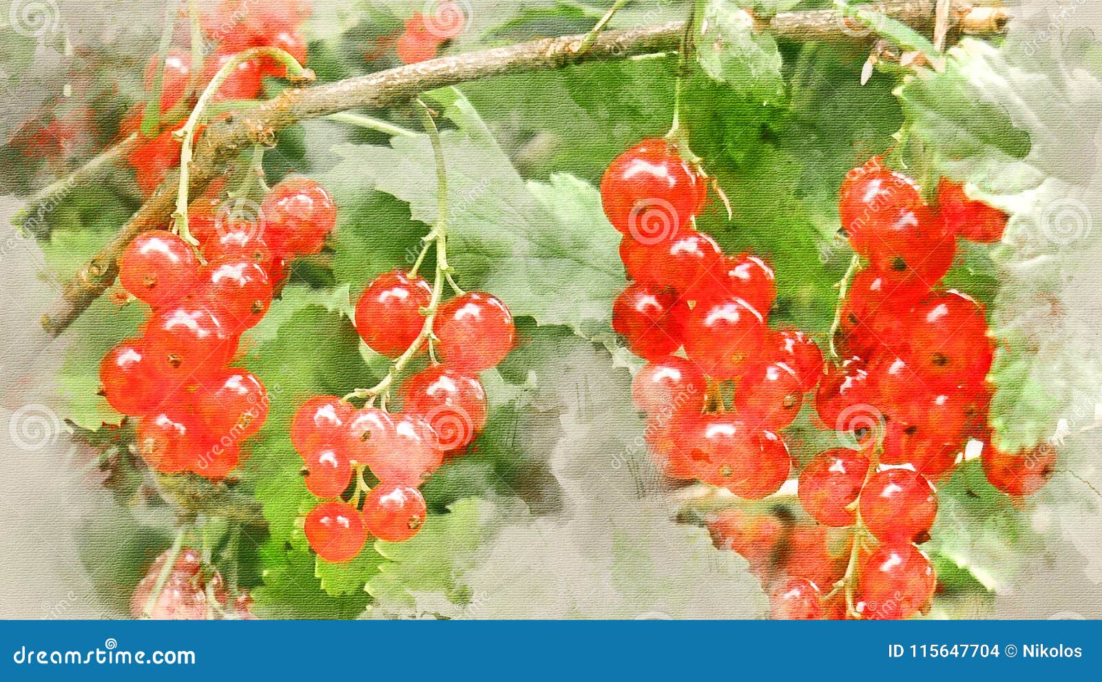 Groupes De Groseilles Rouges Sur Une Branche Illustration Stock ...