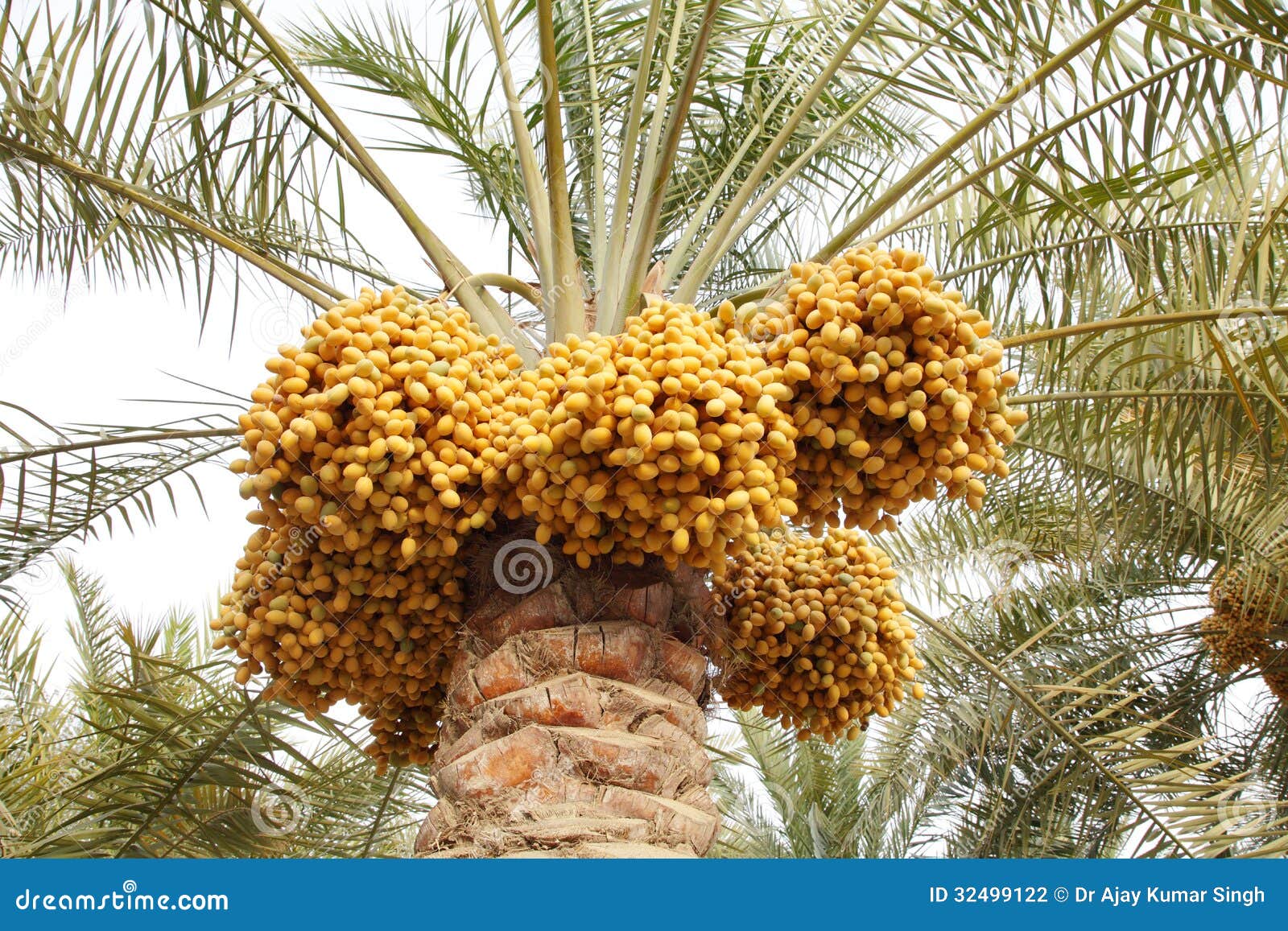 Groupes De Kimri Et De Dates Khalal Photo stock - Image du nourriture ...