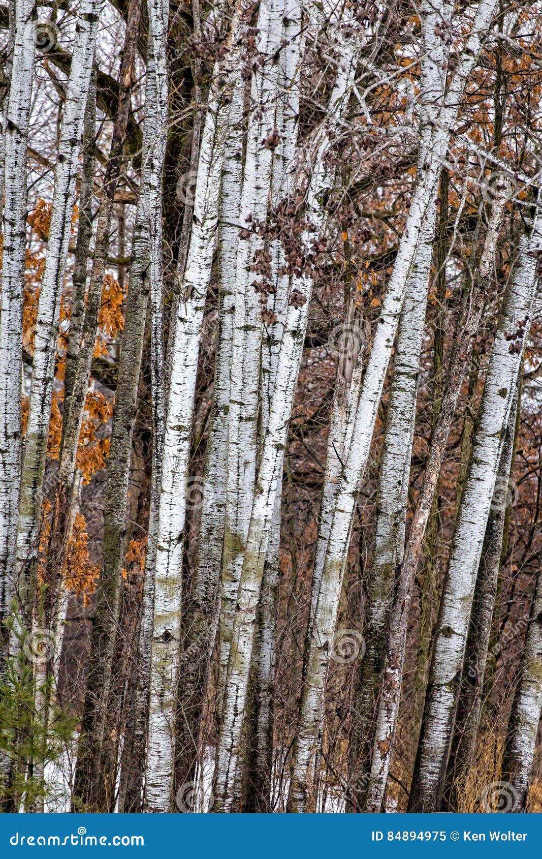 Grouping of Birch Trees stock image. Image of color, group - 84894975
