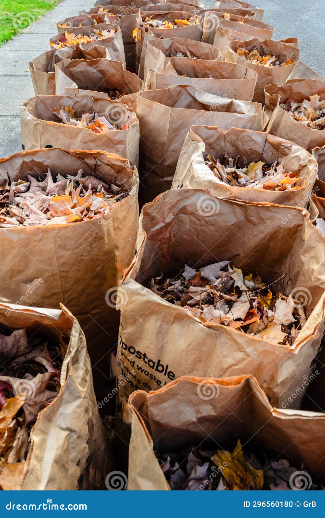 Grouping of Compostable Fall Leaf Collection Bags Stock Photo - Image ...