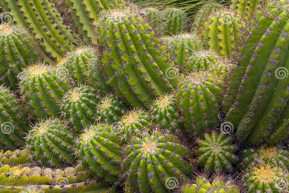 Grouping of Green Barrel Cactus Stock Image - Image of desert ...