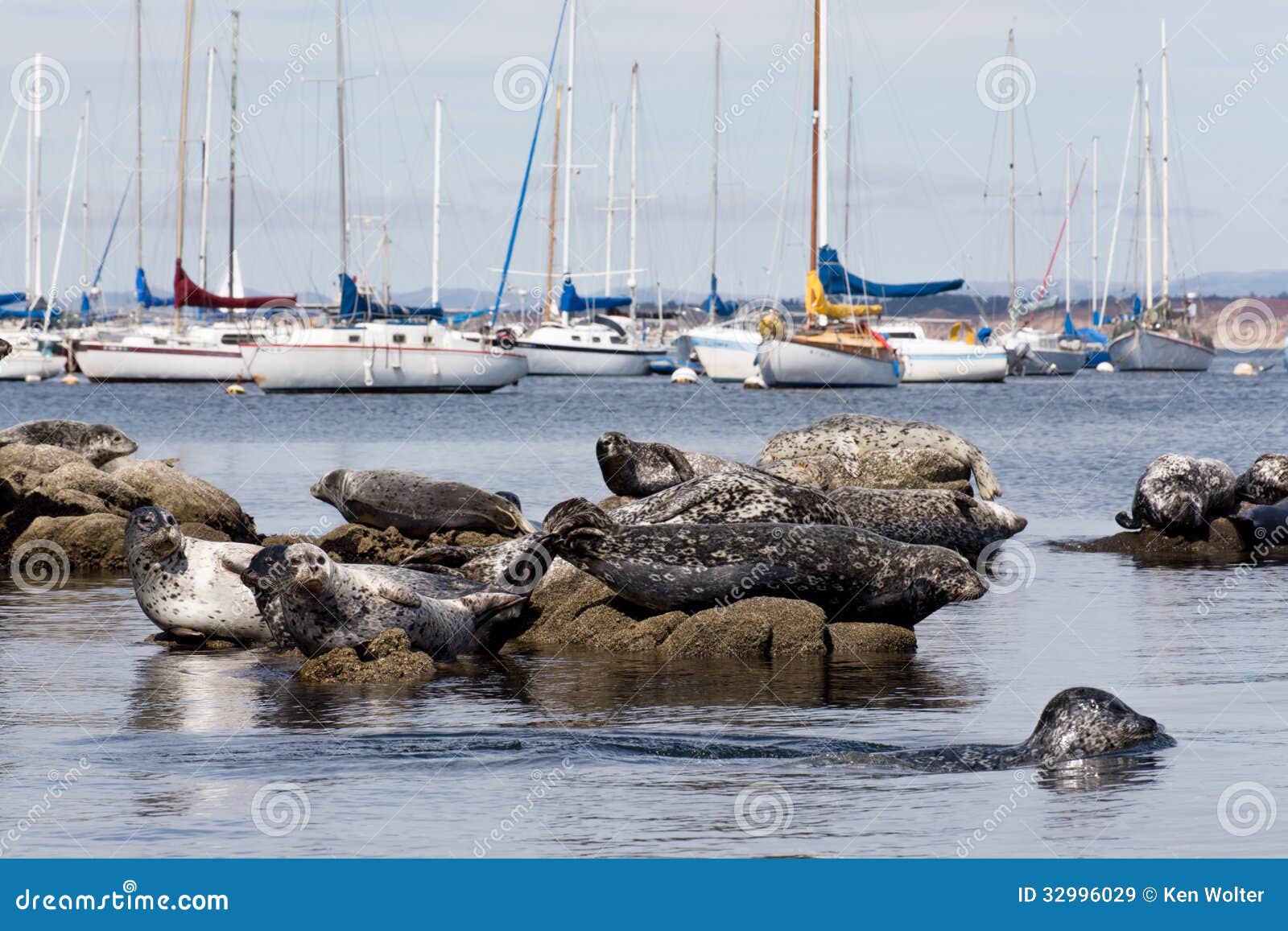 Grouping of Harbor Seals stock image. Image of resting - 32996029