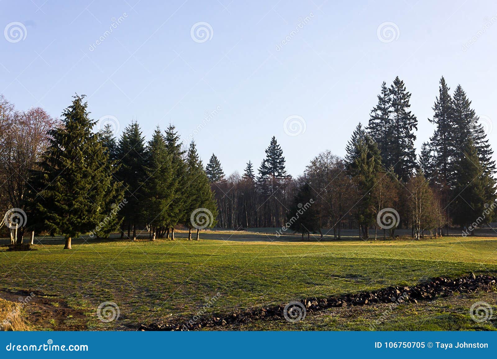 Grouping of Trees on Large Meadow Stock Image - Image of hiking, light ...