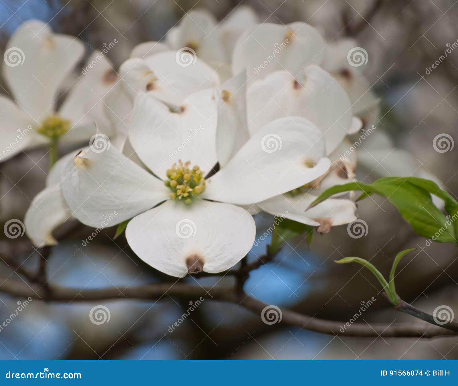 A Grouping of White Dogwood Flowers Stock Photo - Image of park ...