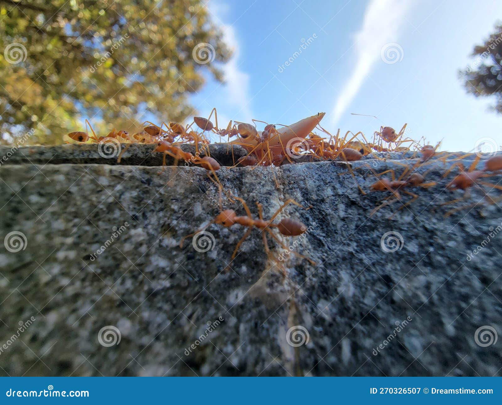 Groups of Ants Carry Food Together Stock Image - Image of ants, food ...