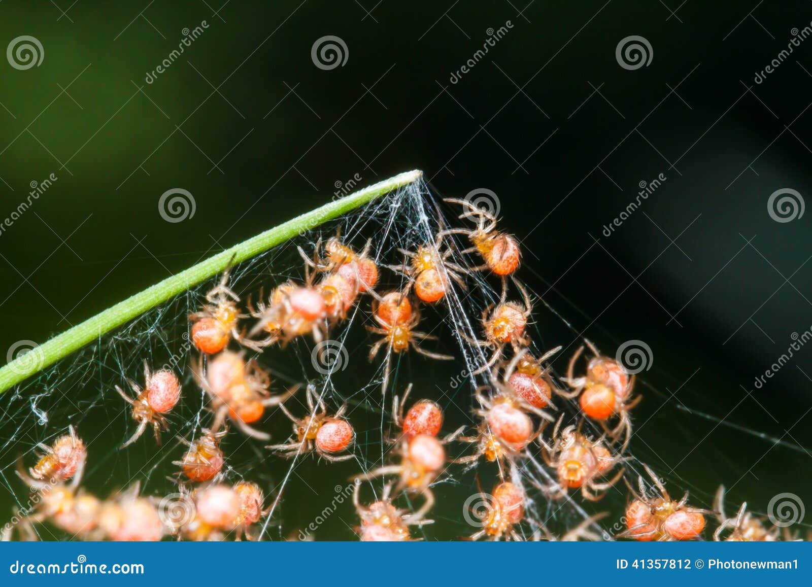 Groups of babies spider stock photo. Image of poison - 41357812