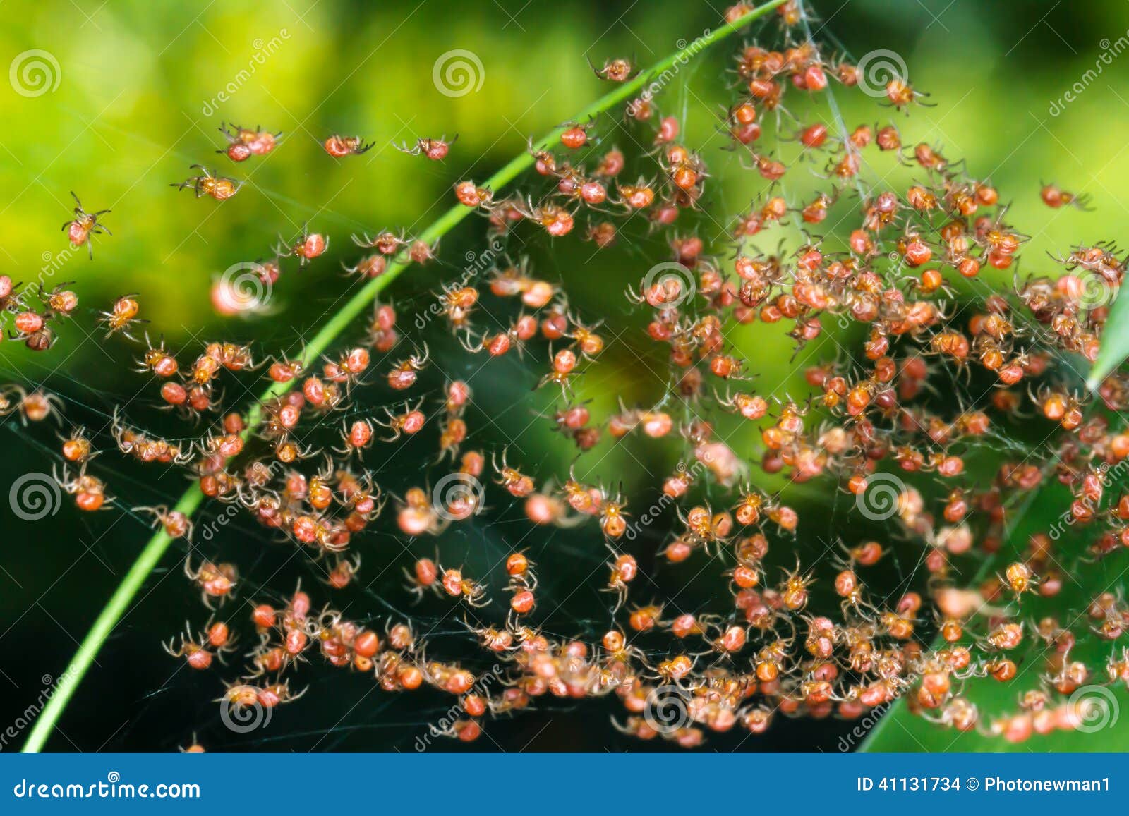 Groups of babies spider stock photo. Image of detail - 41131734