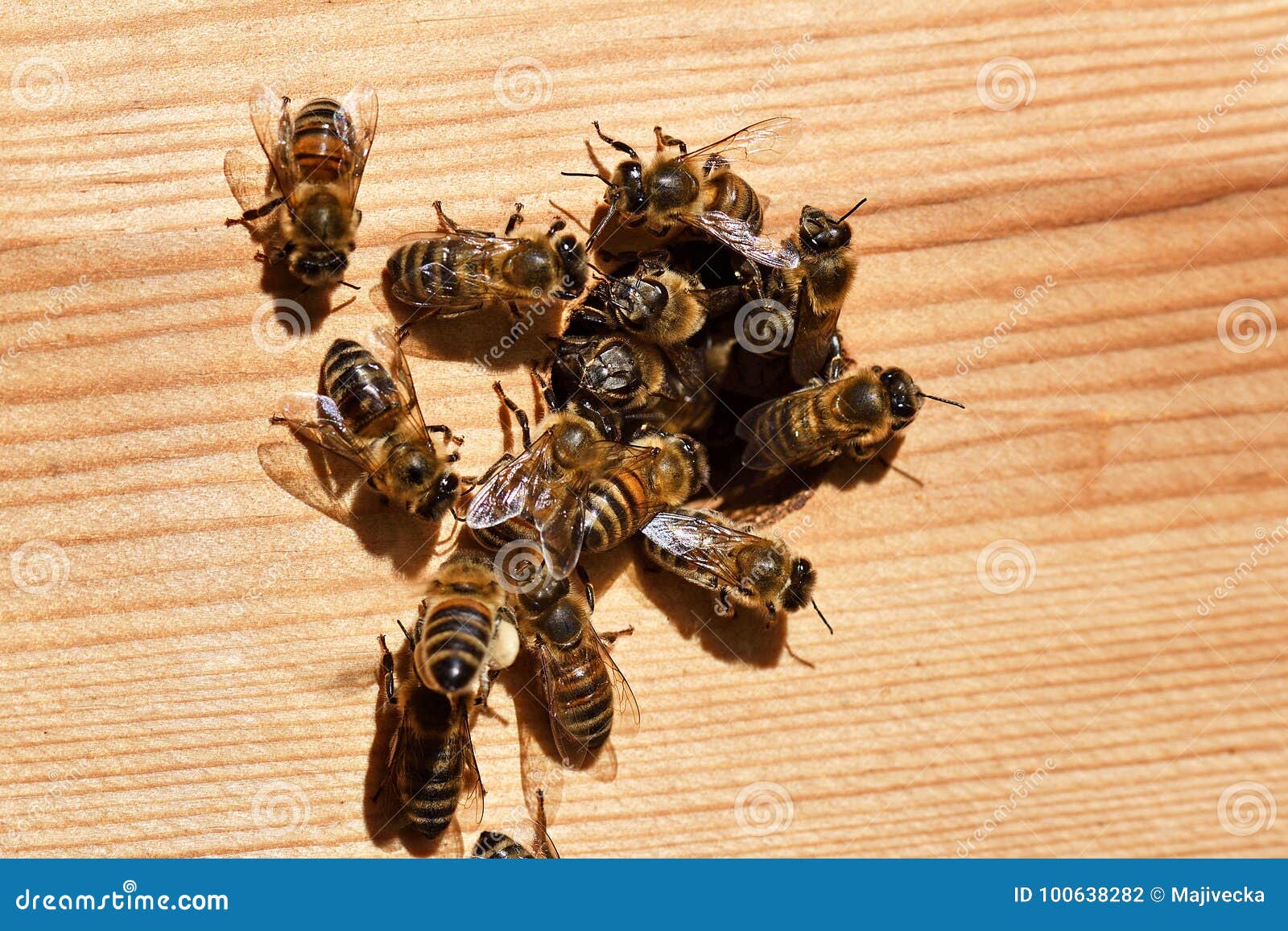Groups of bees stock photo. Image of nature, production - 100638282