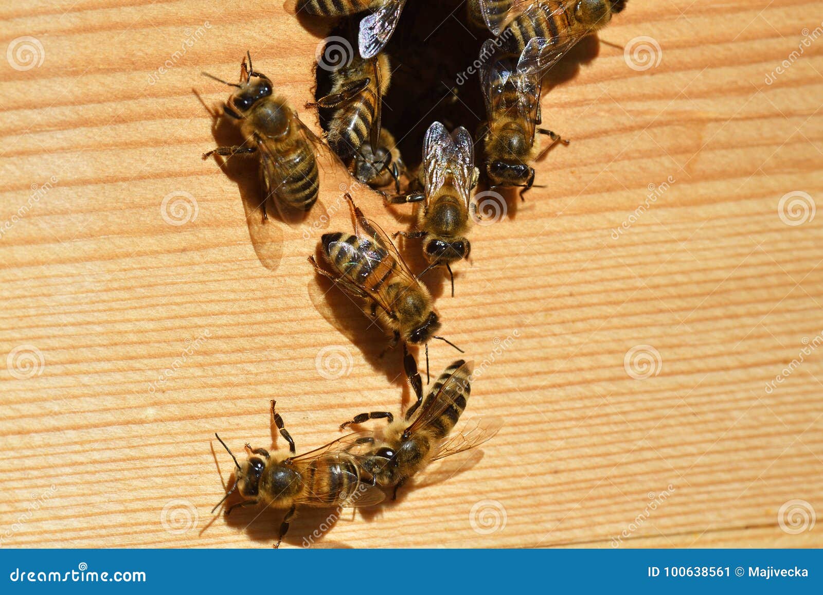 Groups of bees stock image. Image of natural, colony - 100638561