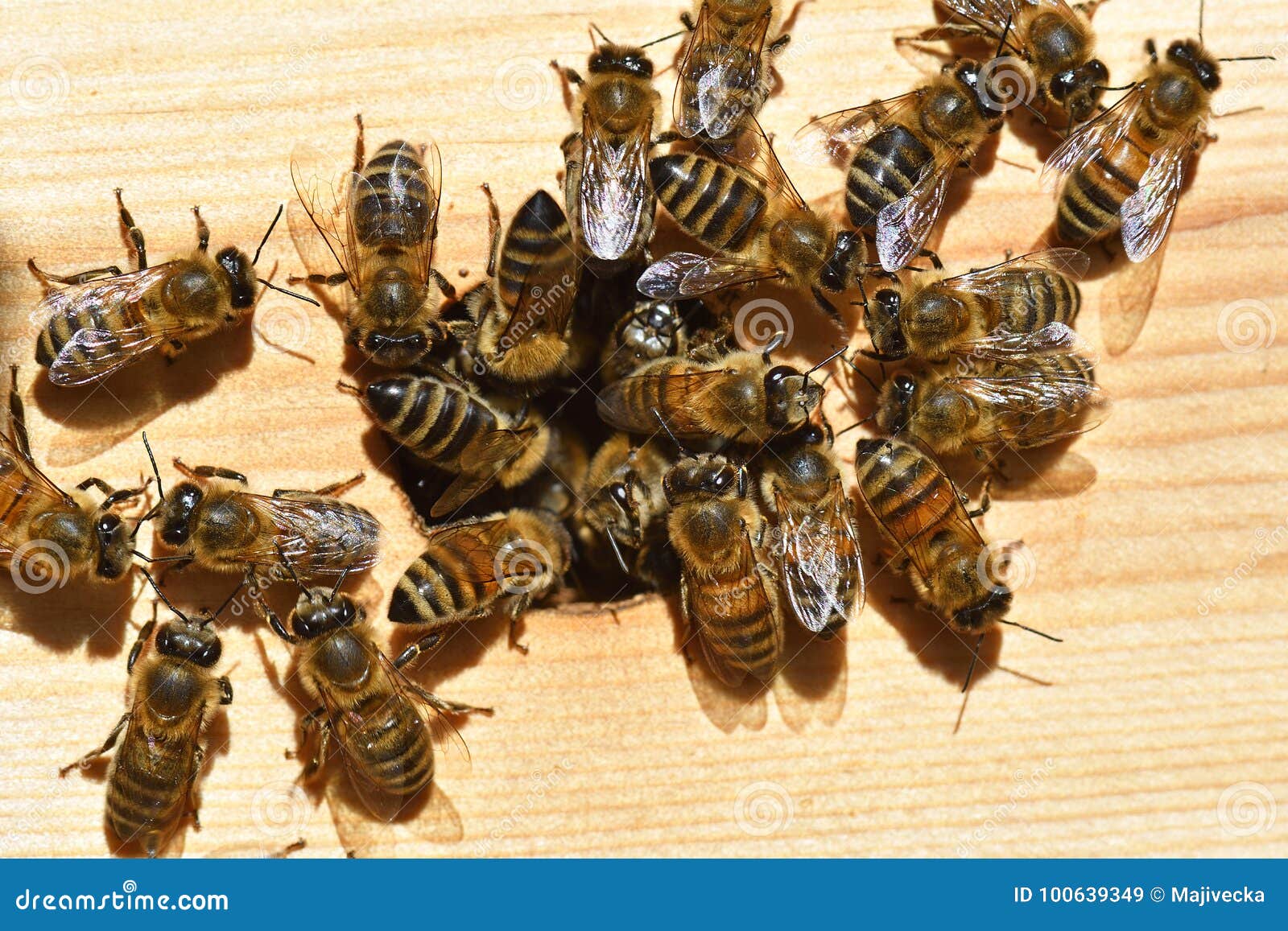 Groups of bees stock image. Image of group, nature, beehive - 100639349