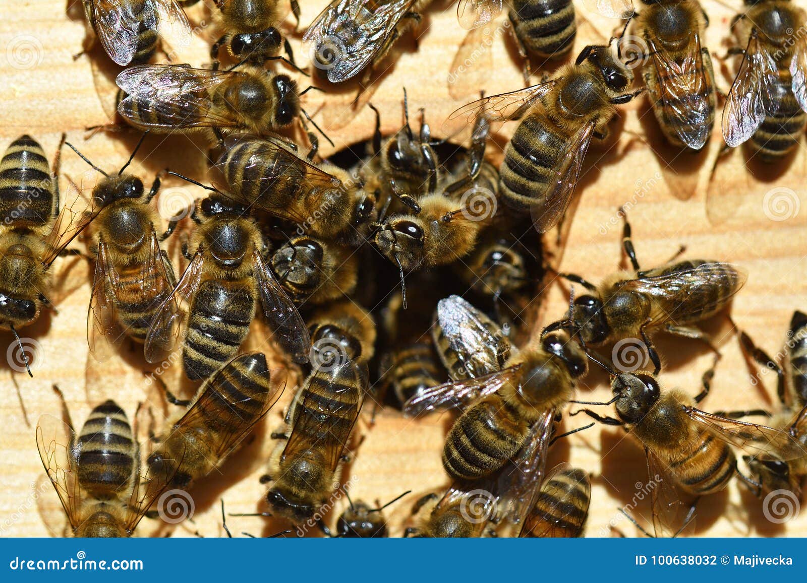 Groups of bees stock photo. Image of animal, natural - 100638032