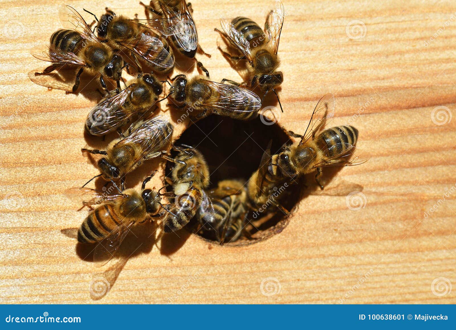 Groups of bees stock image. Image of pollination, colony - 100638601