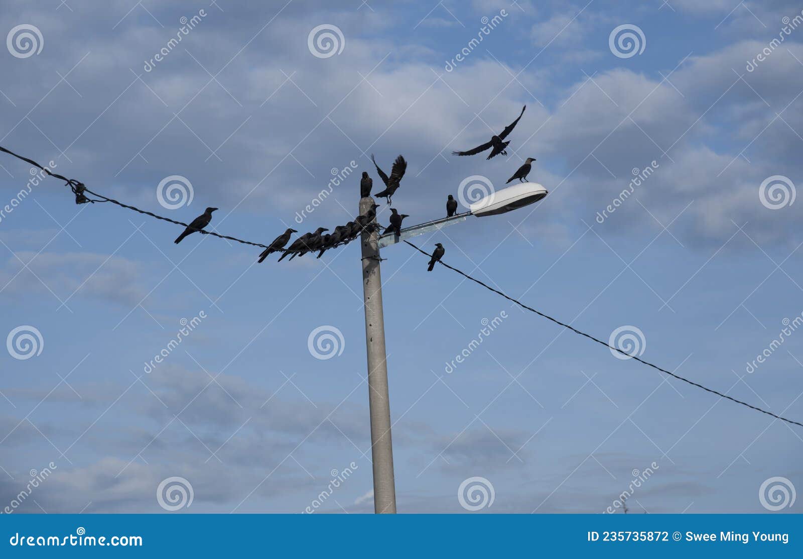 Groups of Black Crows Hanging Around the Streetpost. Stock Photo ...