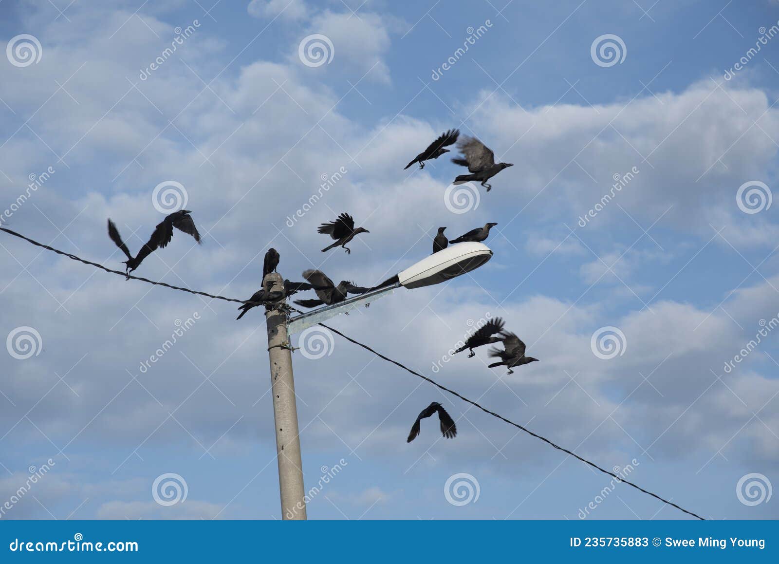 Groups of Black Crows Hanging Around the Streetpost. Stock Image ...