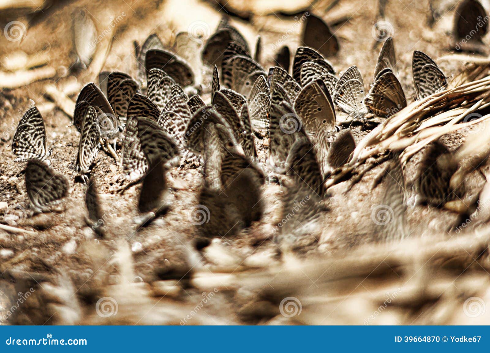 Groups of Butterflies Brown Stock Photo - Image of beauty, meadow: 39664870