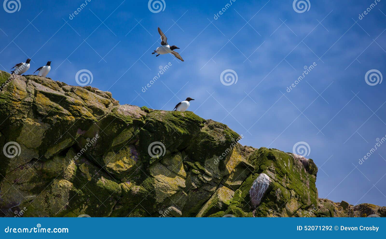 Common Murre Flying Stock Photos - Free & Royalty-Free Stock Photos ...