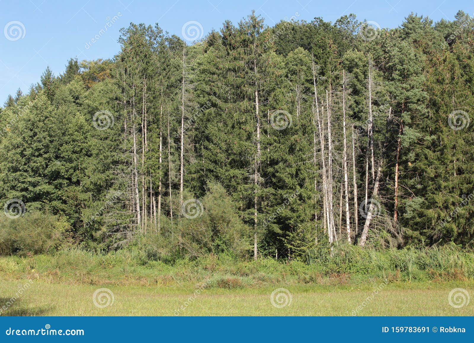 Forest Dieback, Groups of Dead Trees in the Forest Stock Image - Image ...