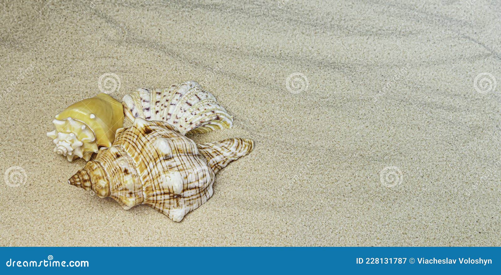 Groups of Different Seashells Lay on the Sea Sand Stock Image - Image ...