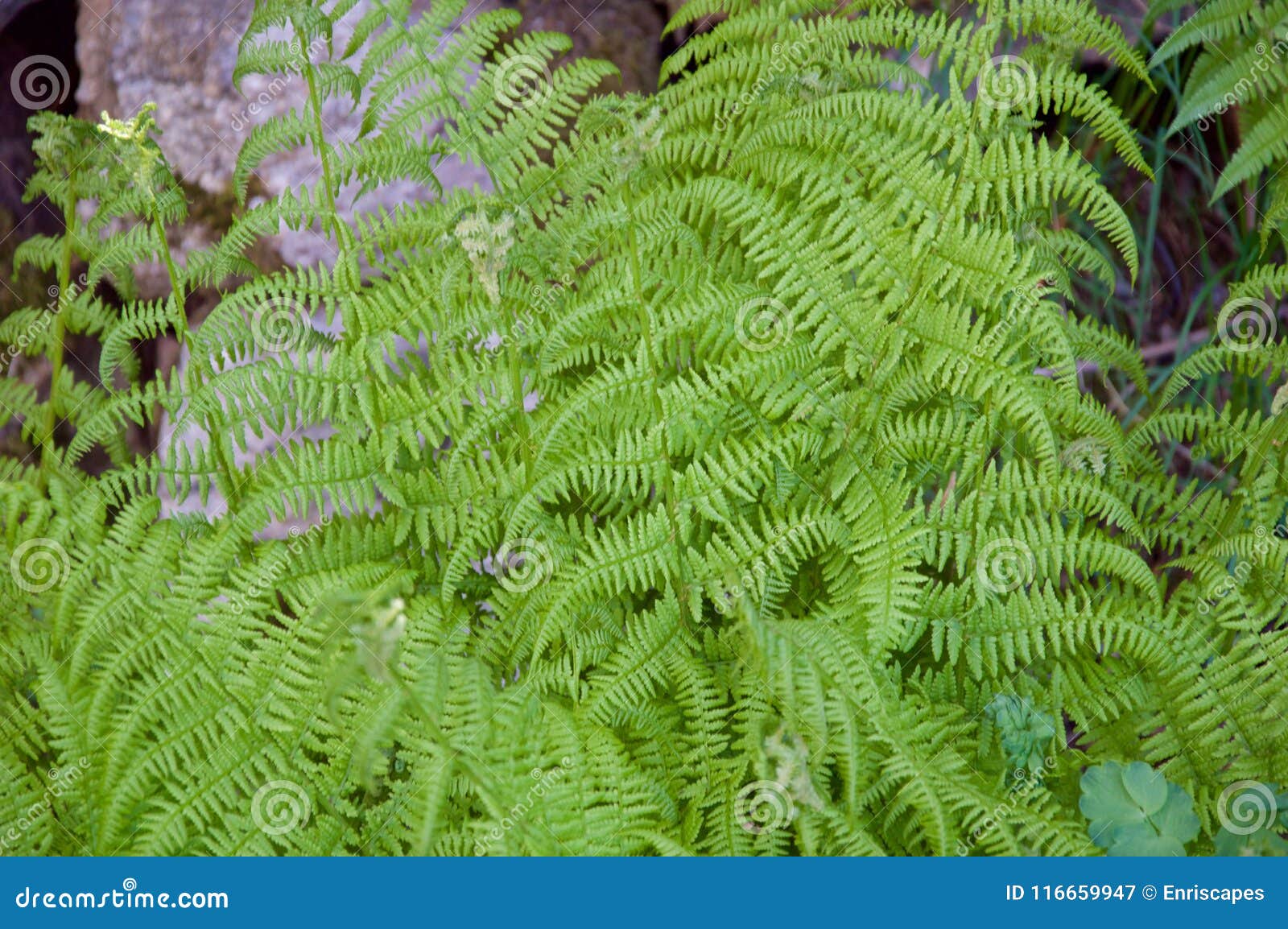 Groups of ferns stock image. Image of beauty, nature - 116659947