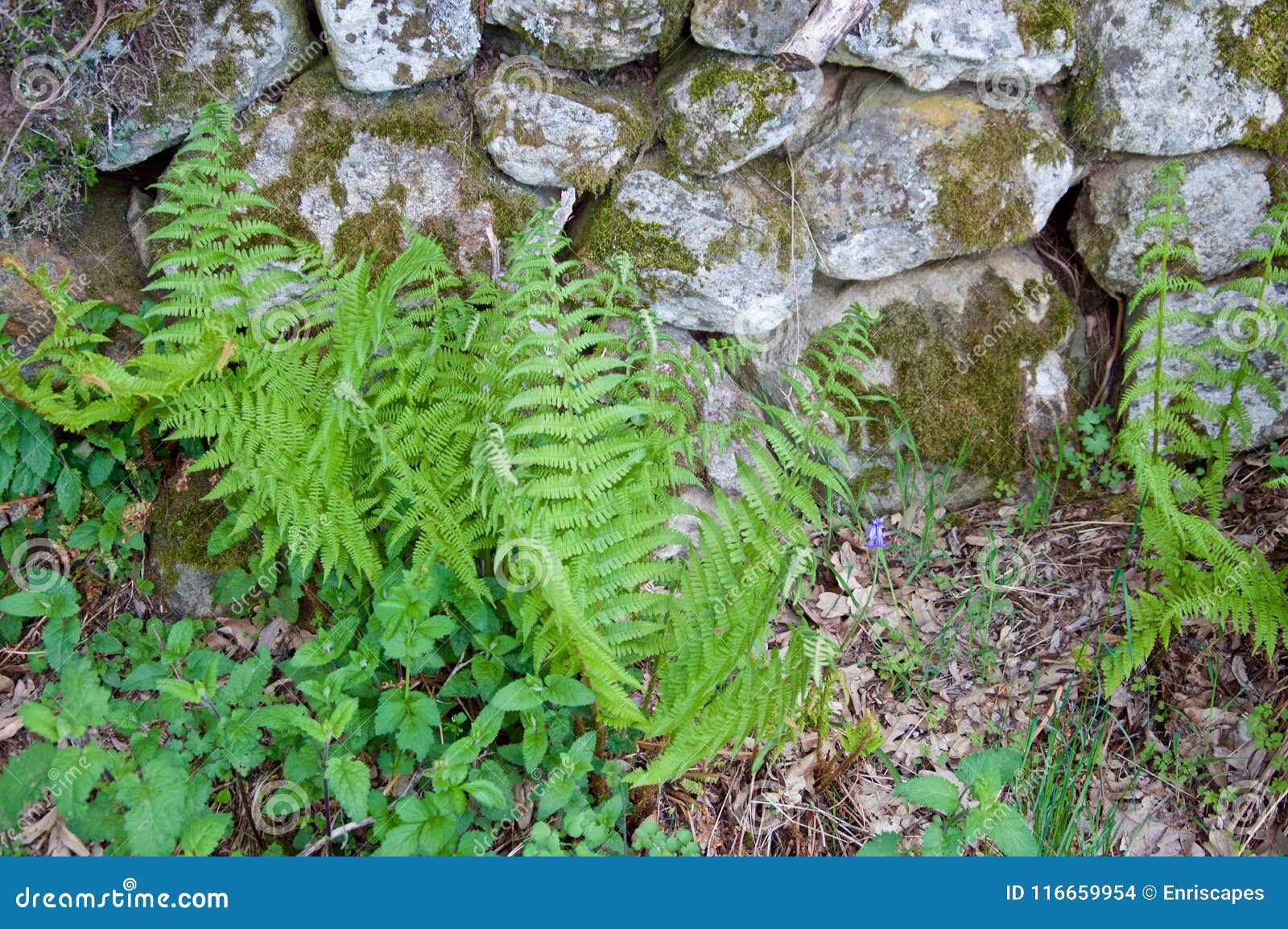 Groups of ferns stock photo. Image of ferns, isolated - 116659954