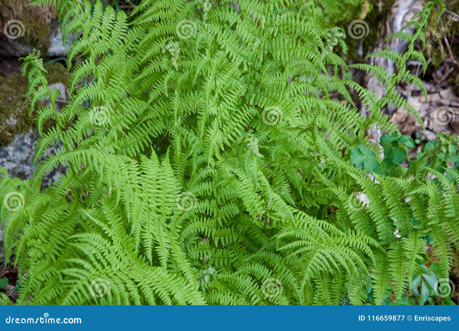 Groups of ferns stock image. Image of background, flora - 116659877