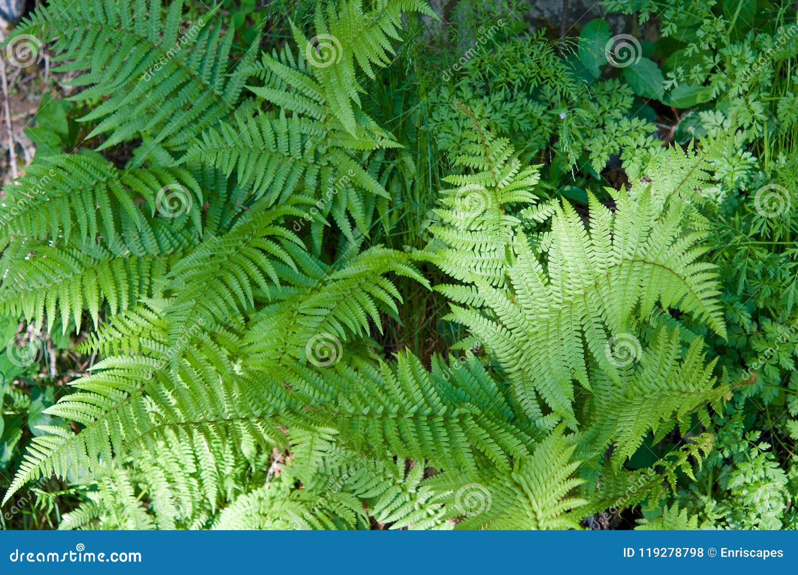 Groups of ferns stock photo. Image of leaf, green, ferns - 119278798