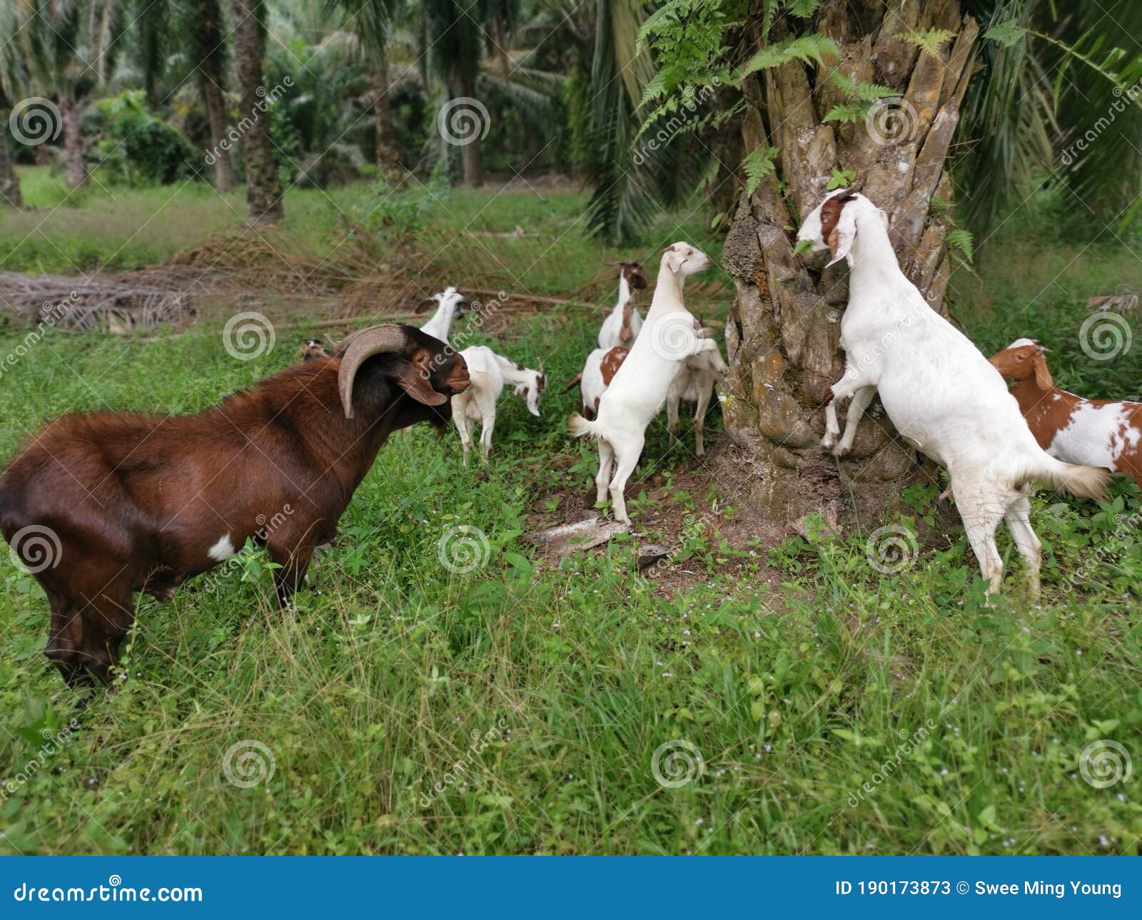 Groups of Goats Grassing at the Plantation Stock Image - Image of ...