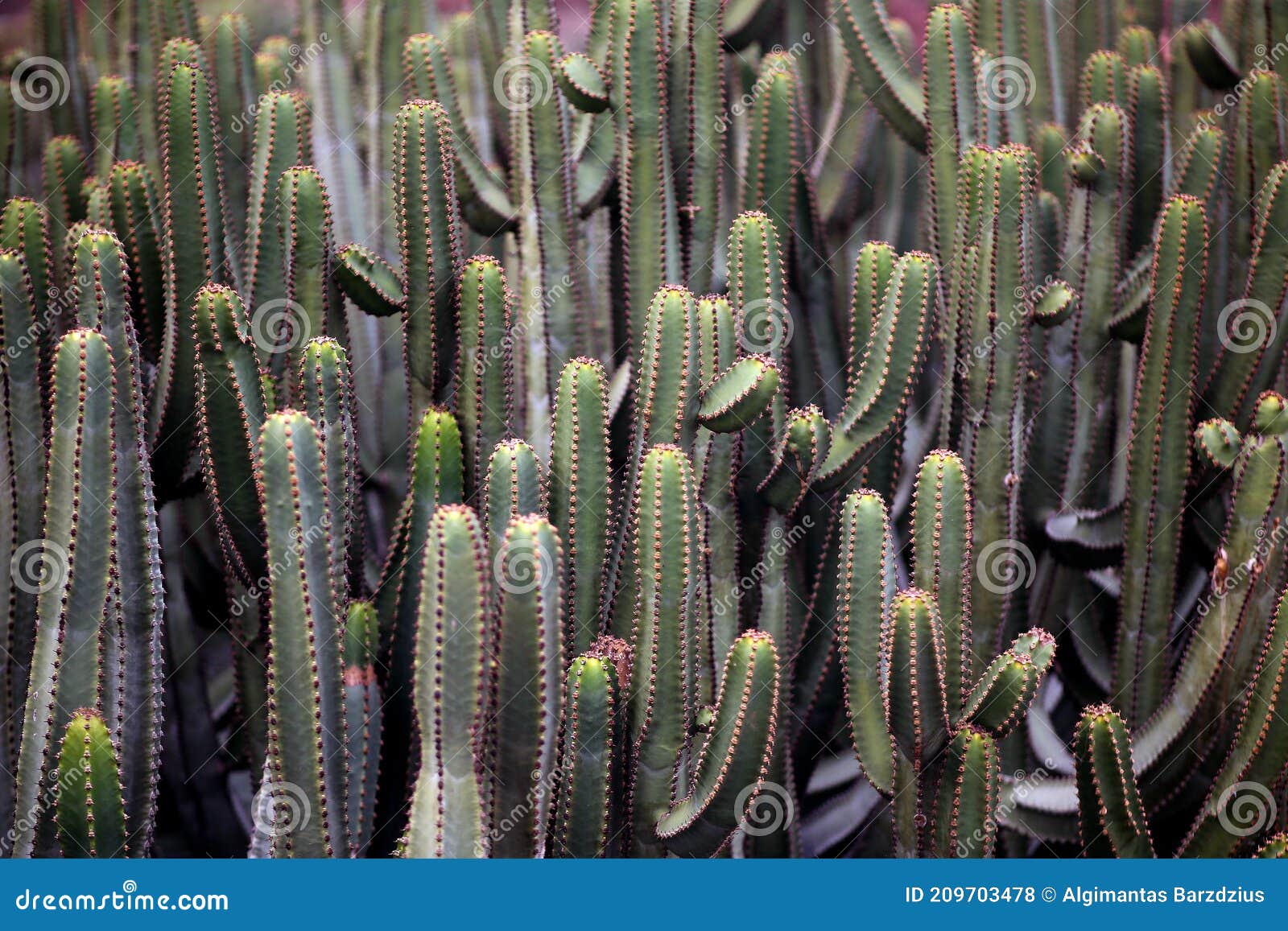 Groups of Green Cactus Budding Stock Photo - Image of colorful, nature ...