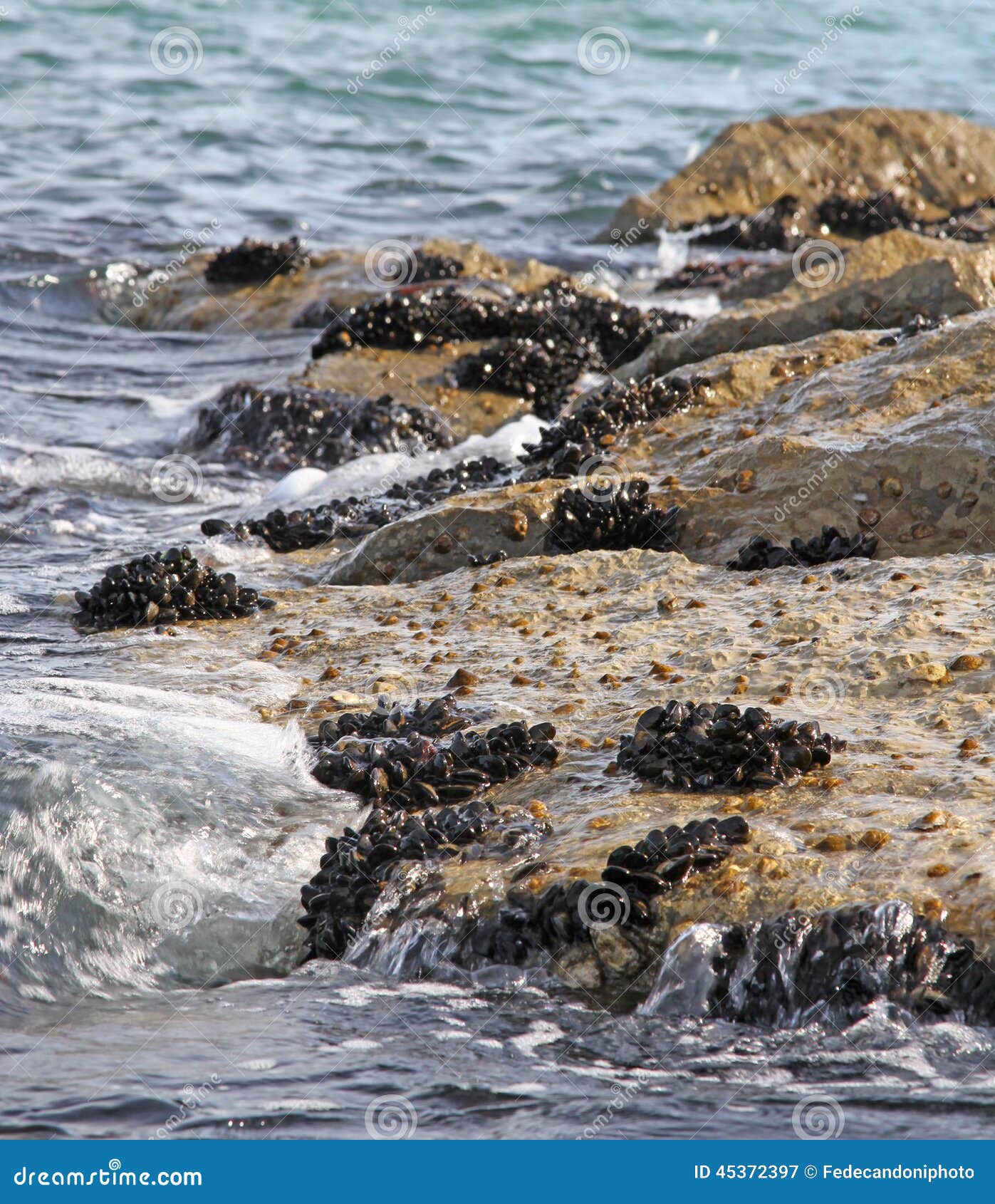 Groups of Molluscs and Mussels on the Rocks by the Sea Stock Image ...