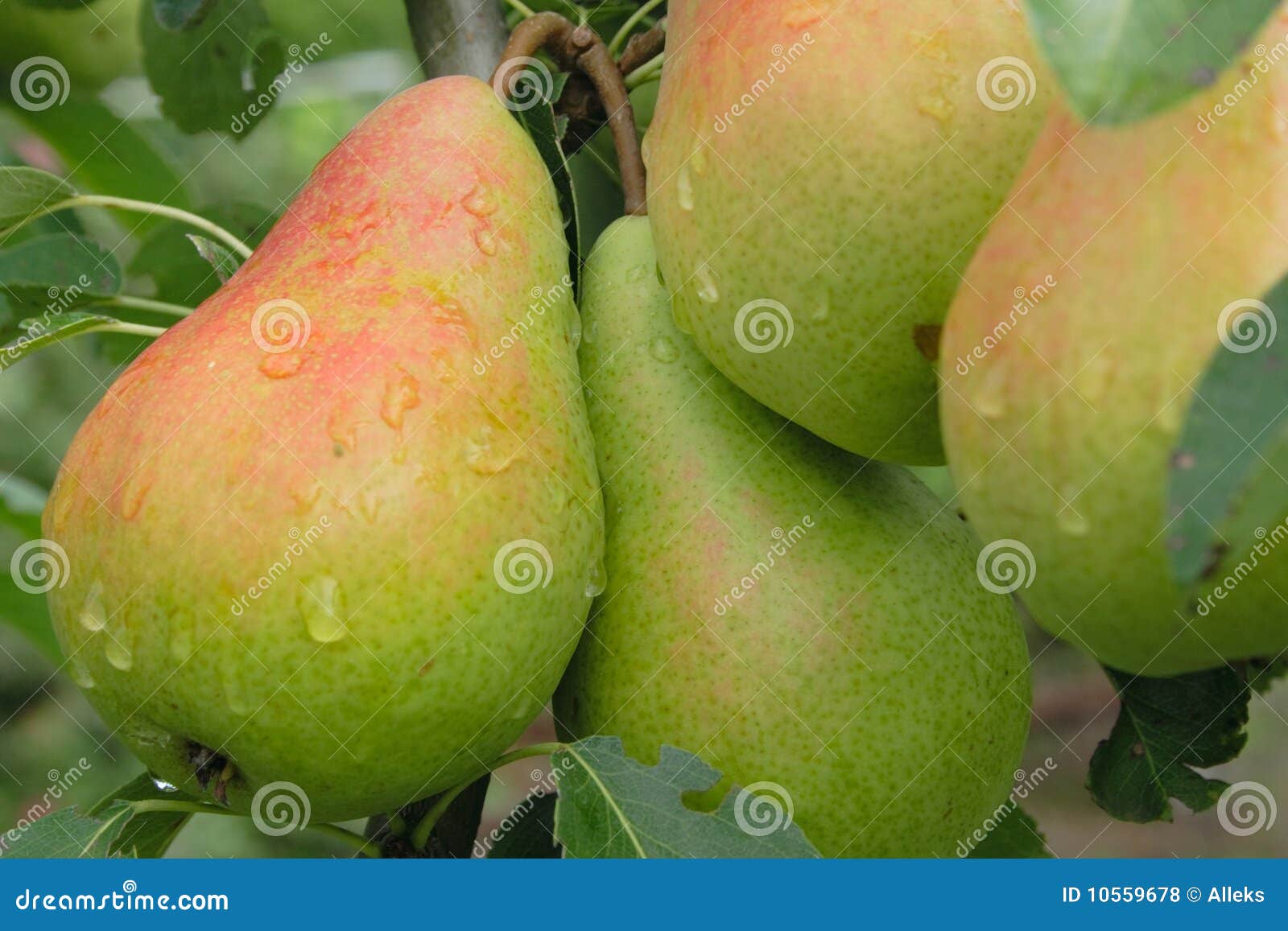 Groups of Pears in End of Summer Stock Photo - Image of nature, natural ...