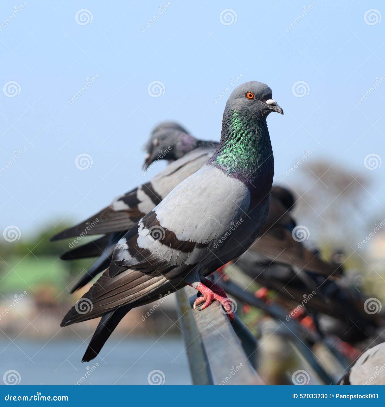 Groups of pigeon. stock photo. Image of nature, birds - 52033230