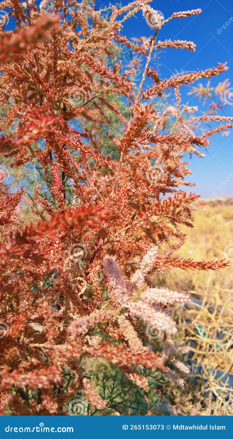 GROUPS the Qurâ€™an Botanical Garden .Saudi Arabia Stock Image - Image ...