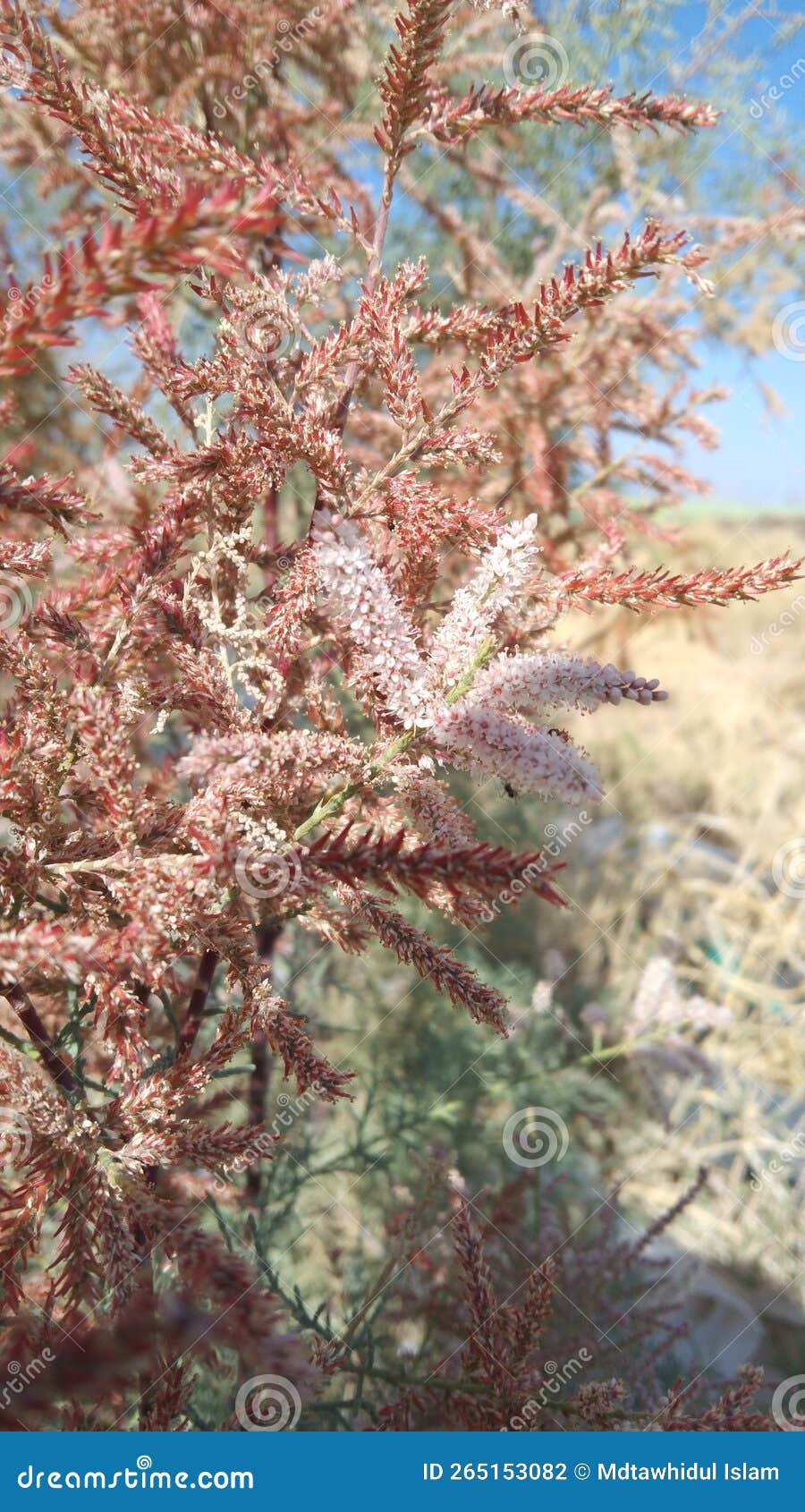 GROUPS the Qurâ€™an Botanical Garden .Saudi Arabia Stock Photo - Image ...