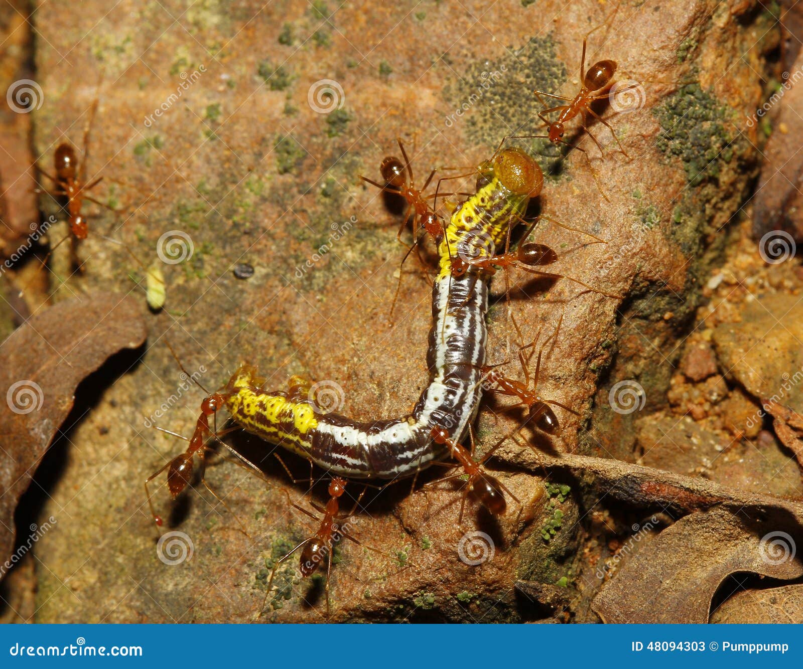 Groups Red Ants Attacking a Worm in Nature Stock Image - Image of ...