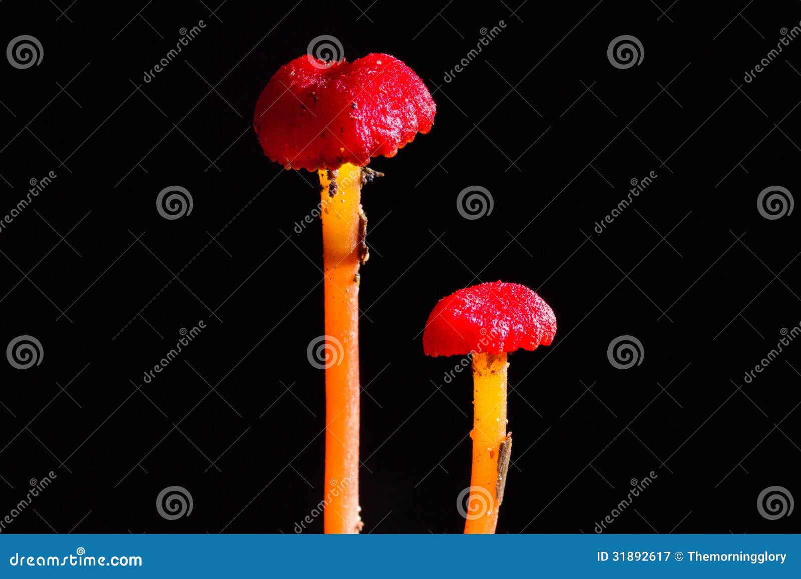 631 Fungi Glowing Stock Photos - Free & Royalty-Free Stock Photos from ...