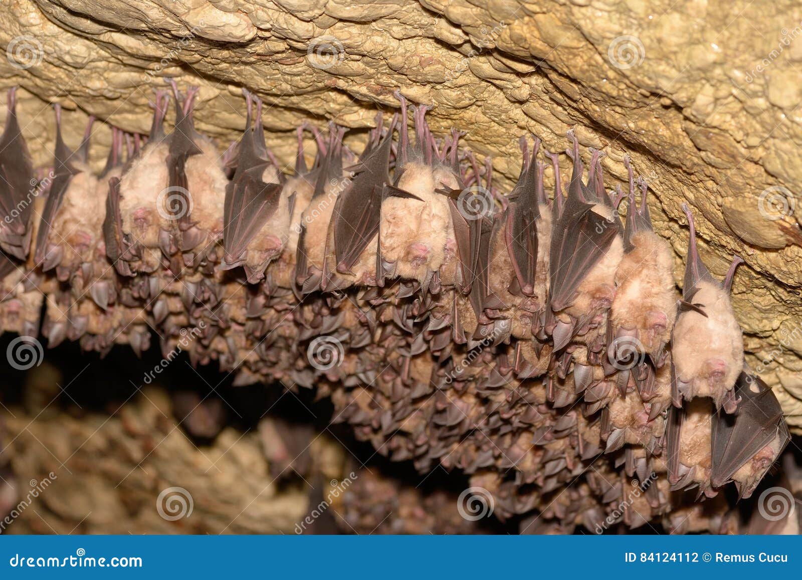 Groups Of Sleeping Bats In Cave Lesser Mouse Eared Bat Myotis Blythii And Rhinolophus