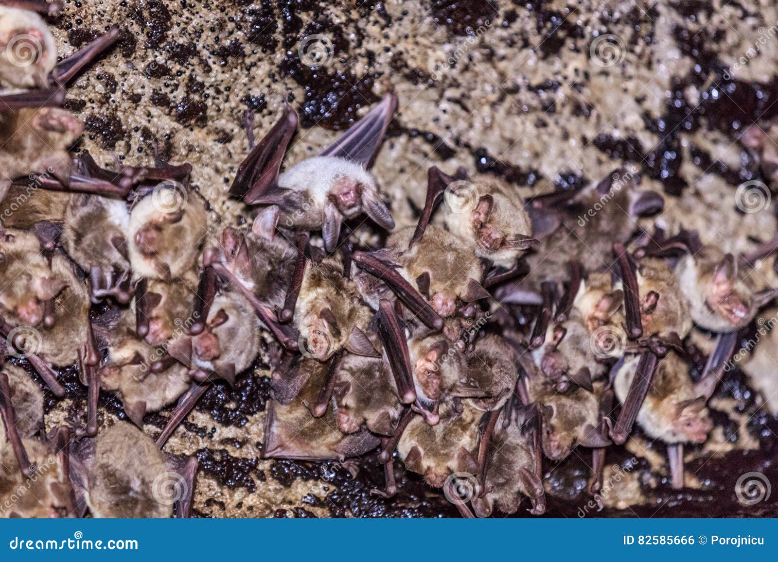 Groups of Sleeping Bats in Cave Stock Photo - Image of vampire, dark ...