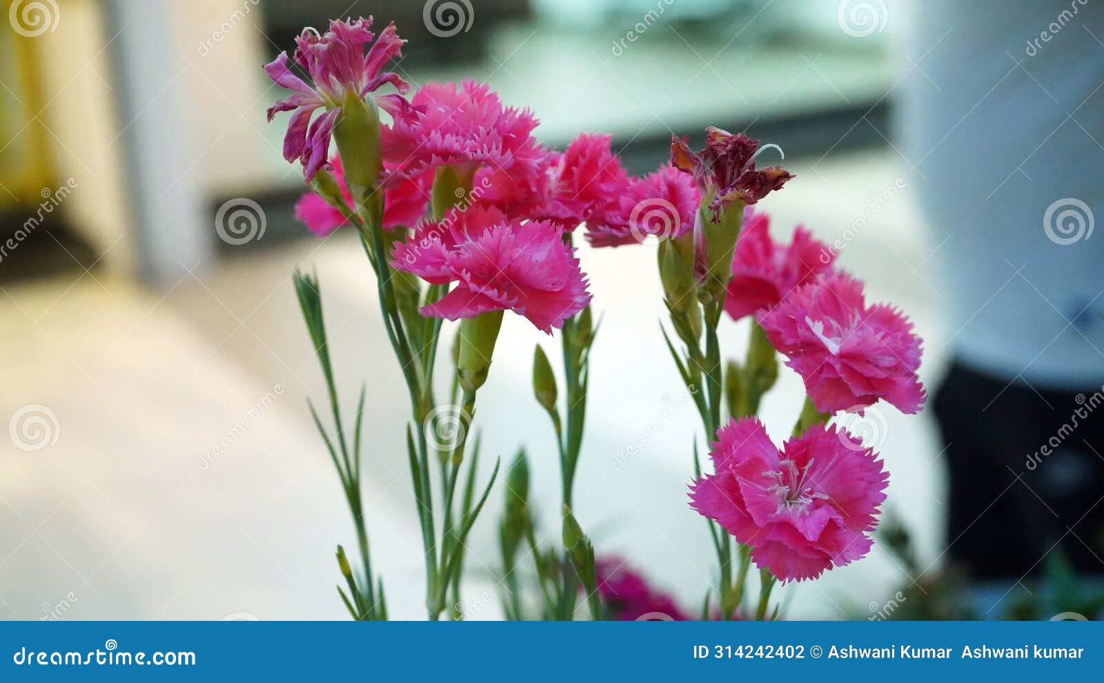 Groups of Small Flower in Garden India 2 Stock Photo - Image of ...