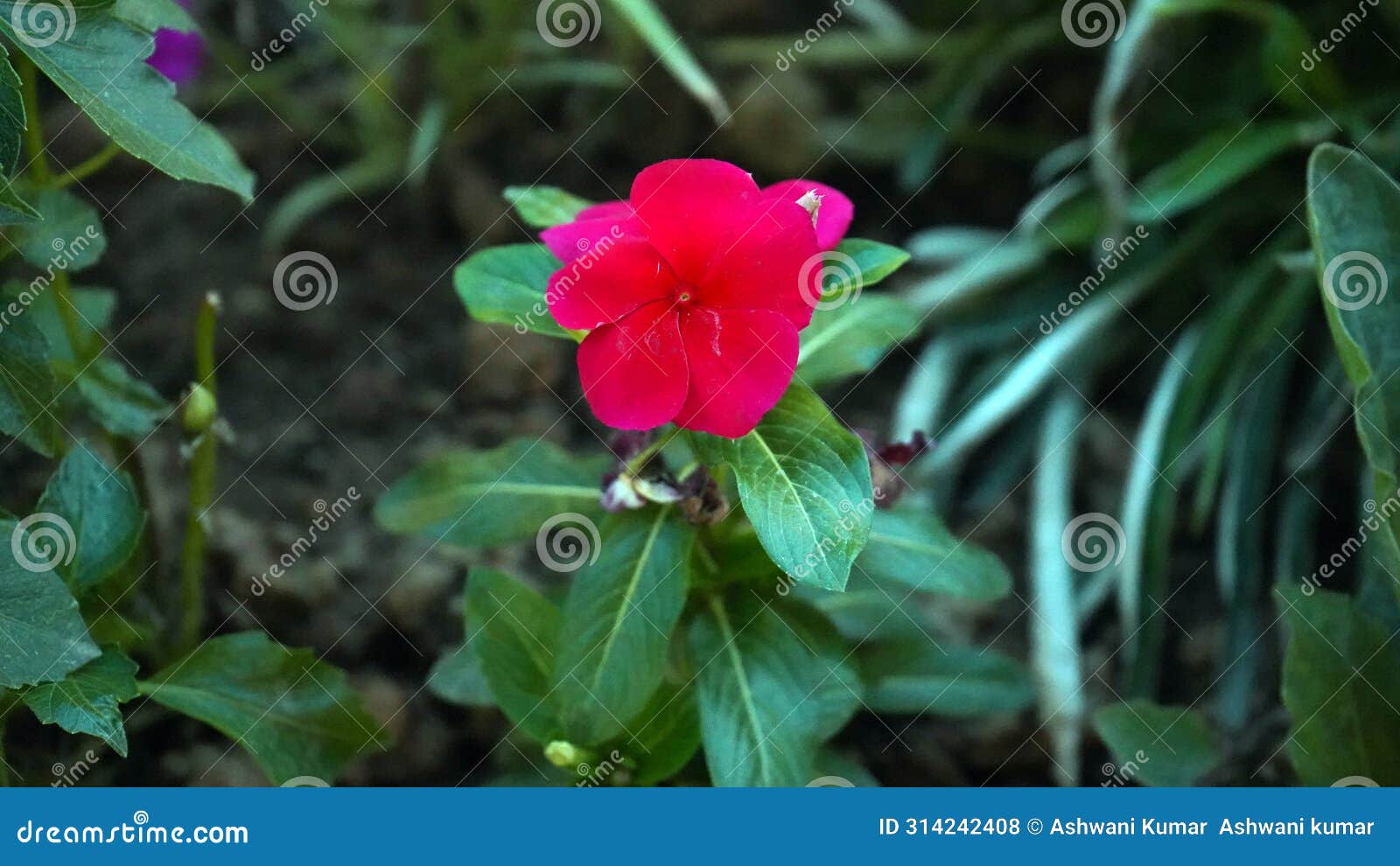 Groups of Small Flower in Garden India 3 Stock Photo - Image of ...