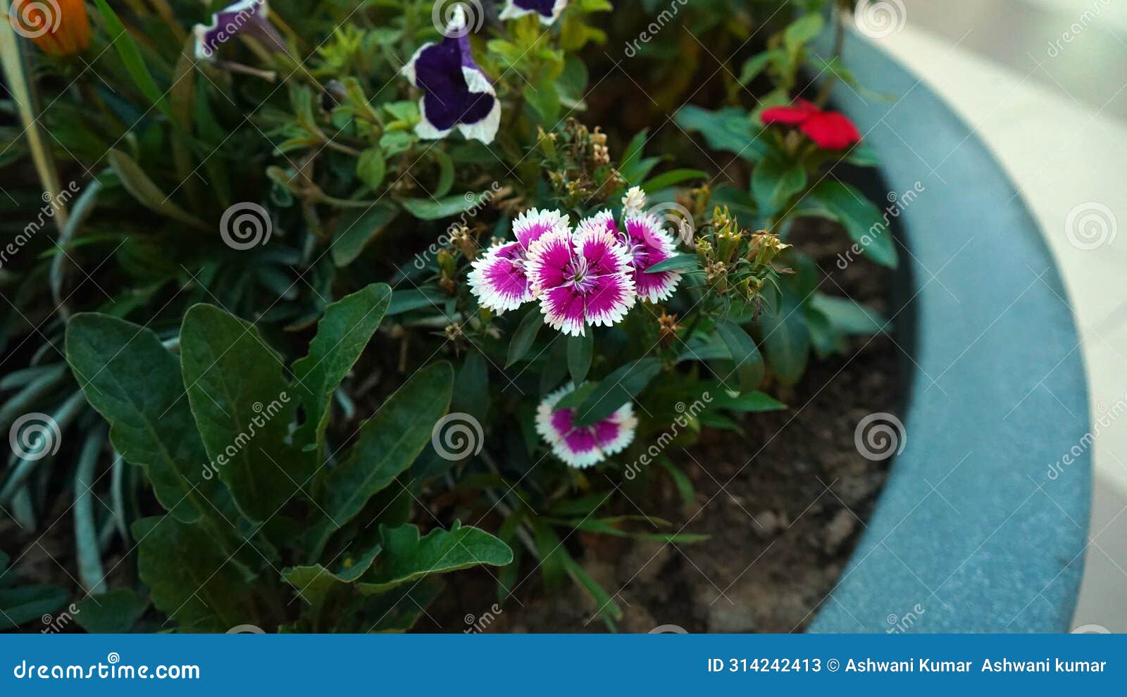 Groups of Small Flower in Garden India 4 Stock Image - Image of scenery ...